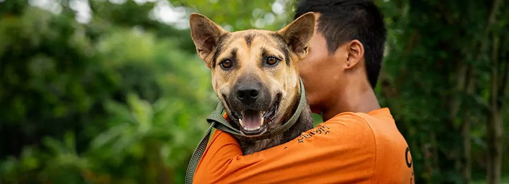 Homepage | Soi Dog Foundation