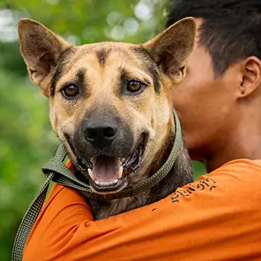 Homepage | Soi Dog Foundation