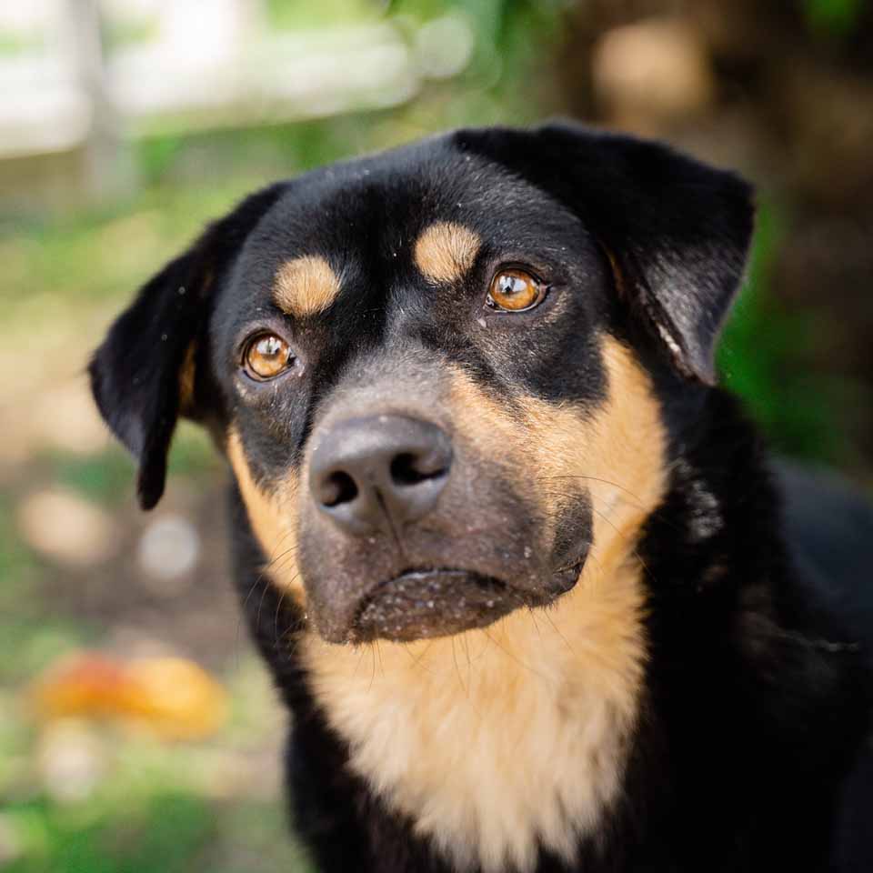 Adopt Gotar | Soi Dog Foundation