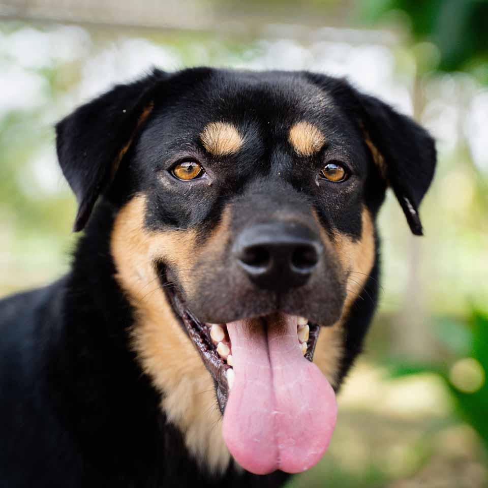 Adopt Gotar | Soi Dog Foundation