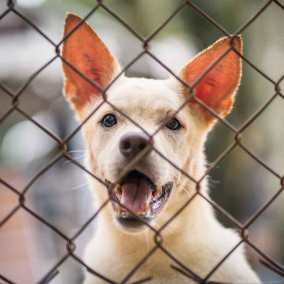 Adopt Chamie | Soi Dog Foundation