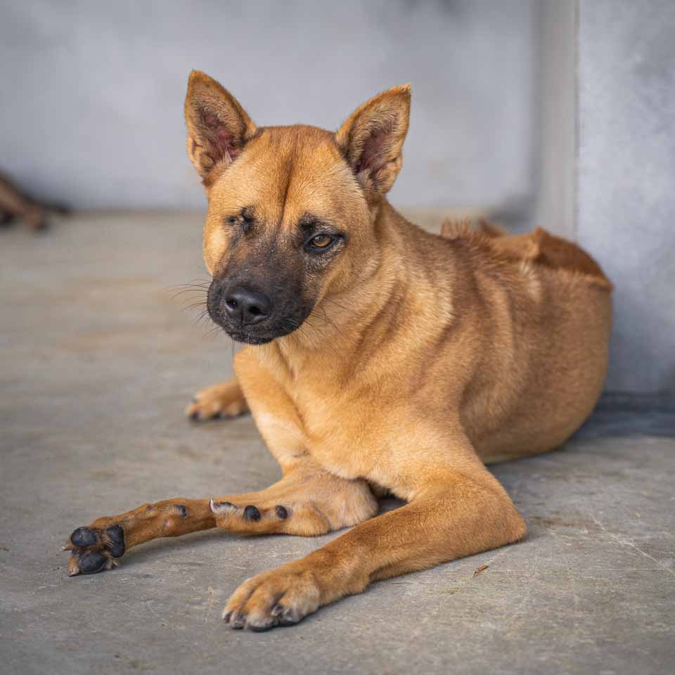Adopt Weewy | Soi Dog Foundation