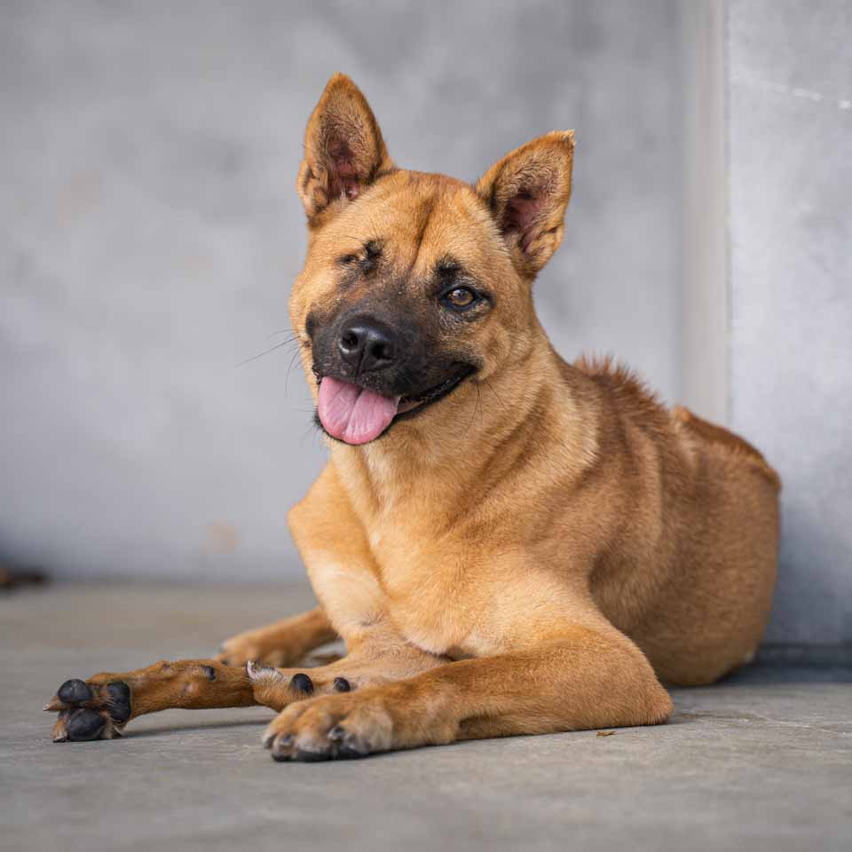 Adopt Weewy | Soi Dog Foundation