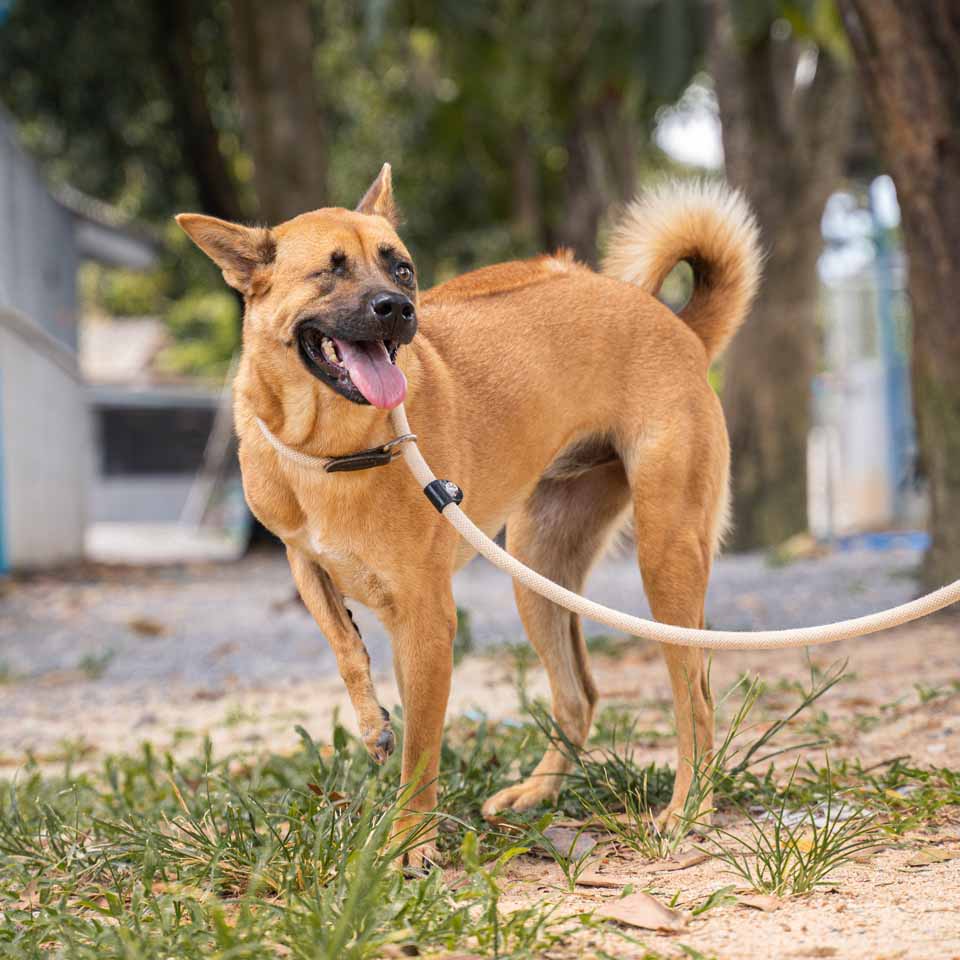 Adopt Weewy | Soi Dog Foundation