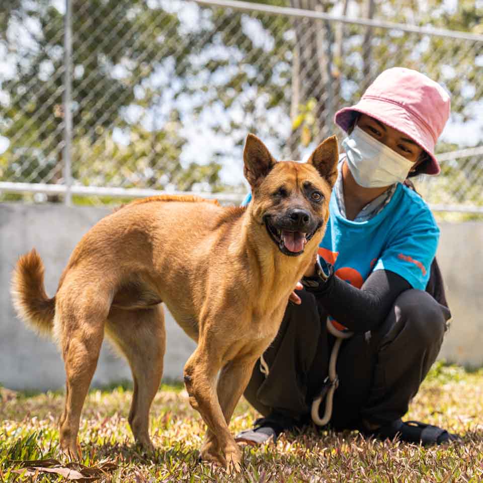 Adopt Weewy | Soi Dog Foundation