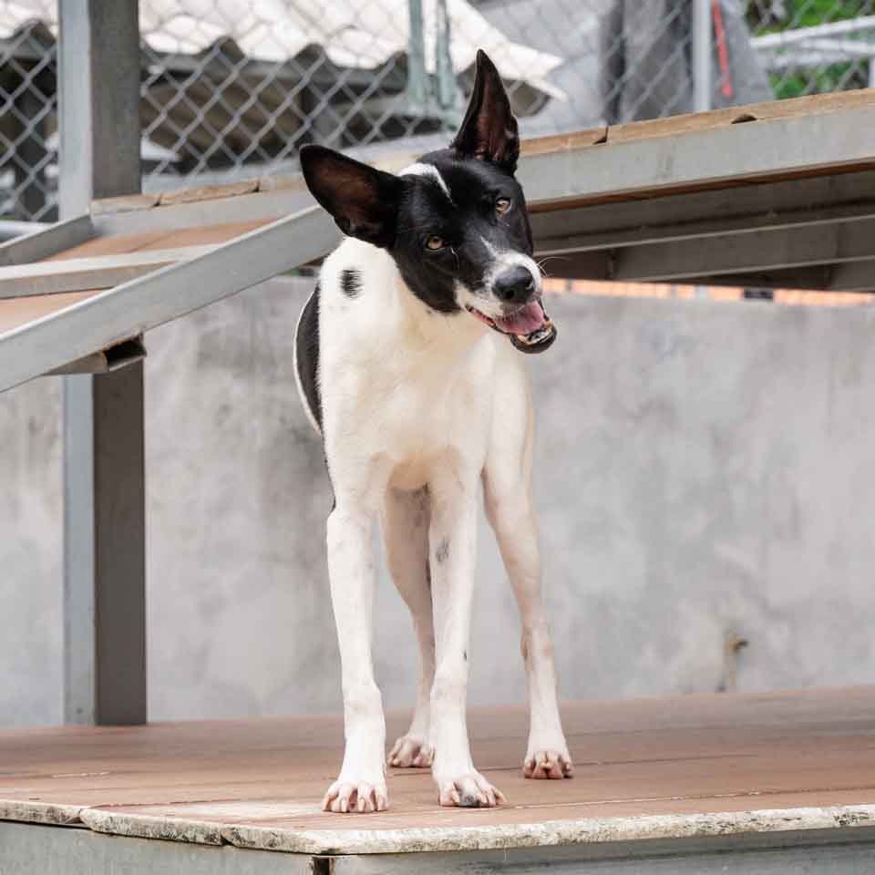 Adopt Asami | Soi Dog Foundation