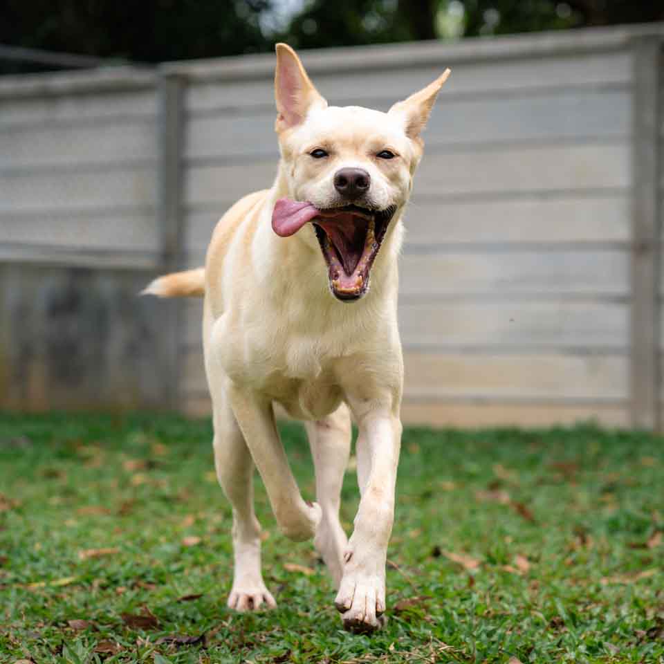 Adopt Chamie | Soi Dog Foundation