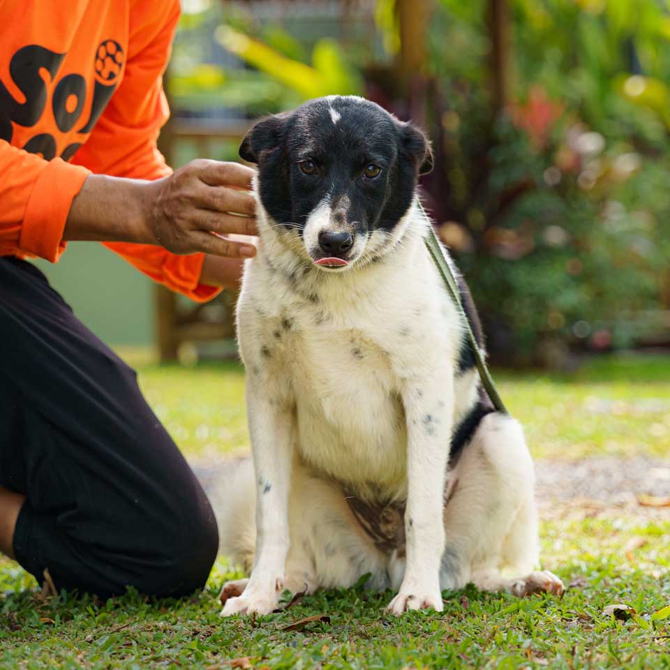 Adopt Wishman | Soi Dog Foundation