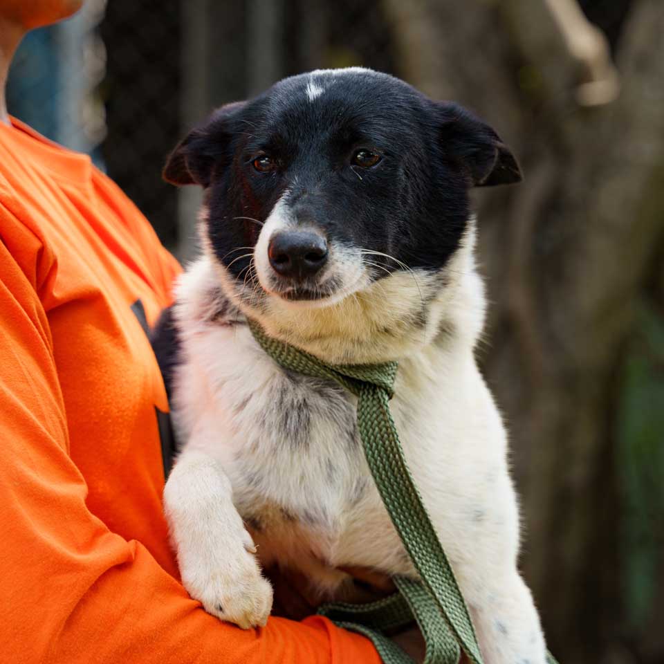 Adopt Wishman | Soi Dog Foundation