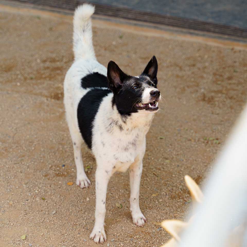 Adopt Wishman | Soi Dog Foundation