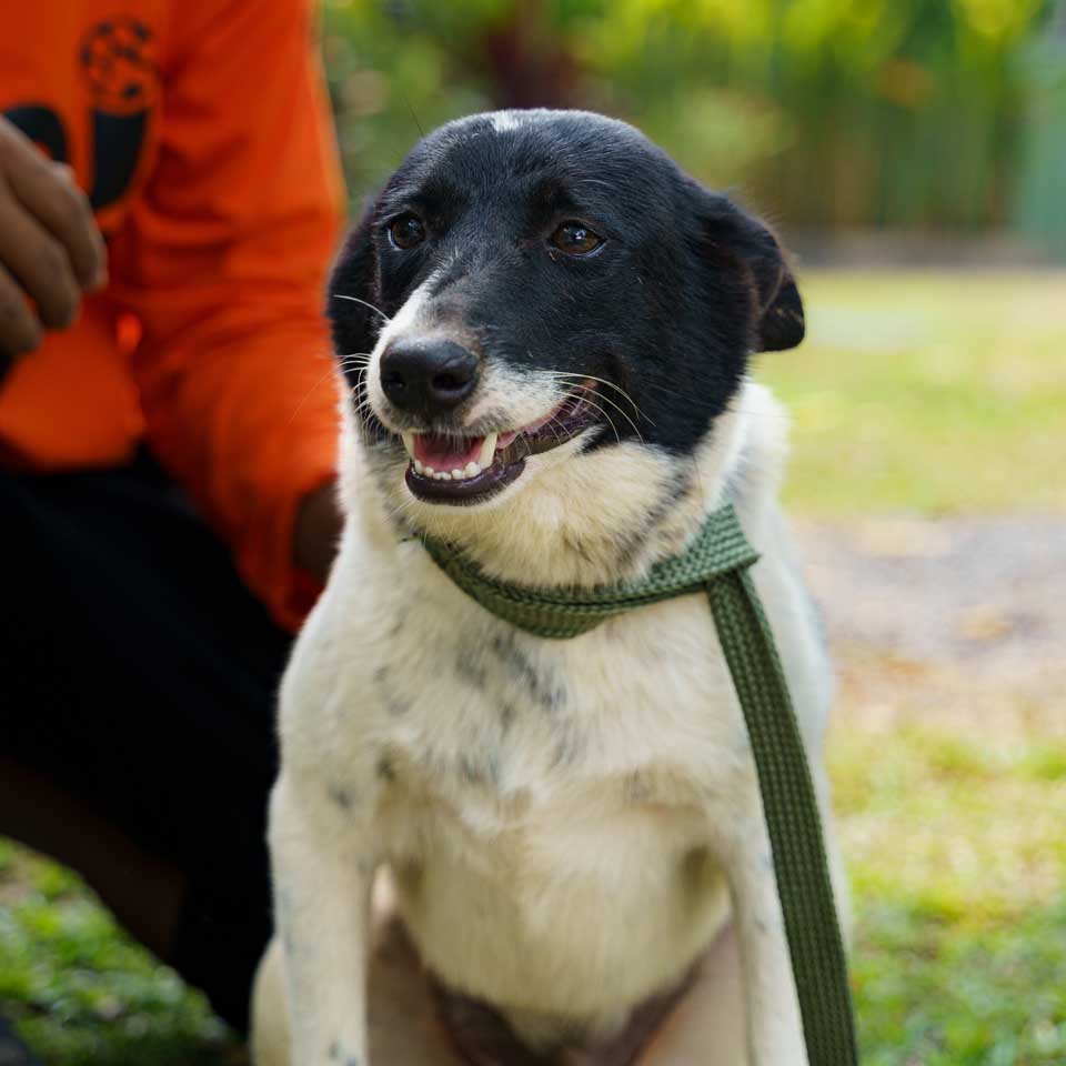 Adopt Wishman | Soi Dog Foundation