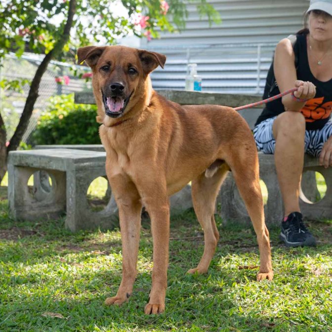 Adopt Zued | Soi Dog Foundation