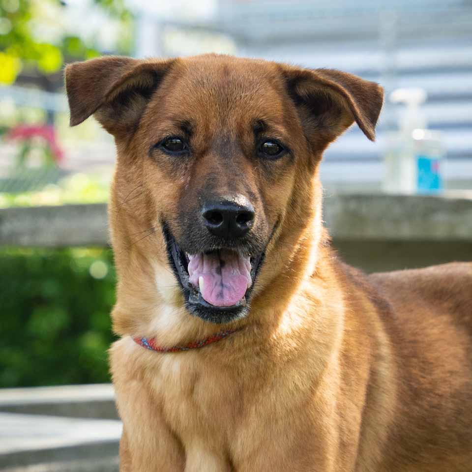 Adopt Zued | Soi Dog Foundation