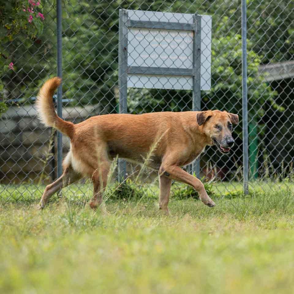 Adopt Nuyu | Soi Dog Foundation