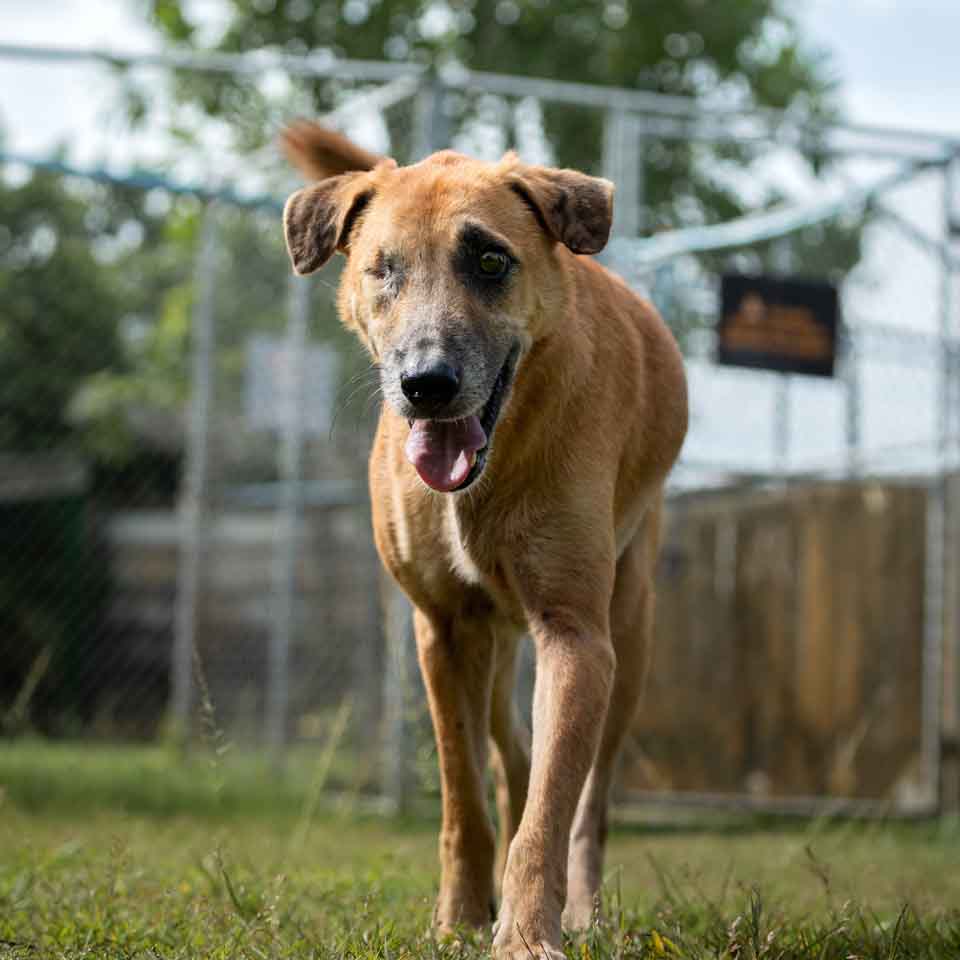Adopt Nuyu | Soi Dog Foundation