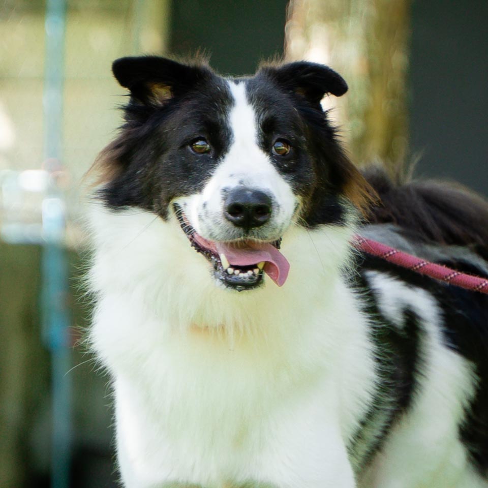 Adopt Walker | Soi Dog Foundation