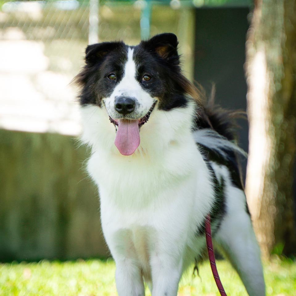 Adopt Walker | Soi Dog Foundation