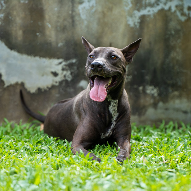 Sponsor Amatsu | Soi Dog Foundation