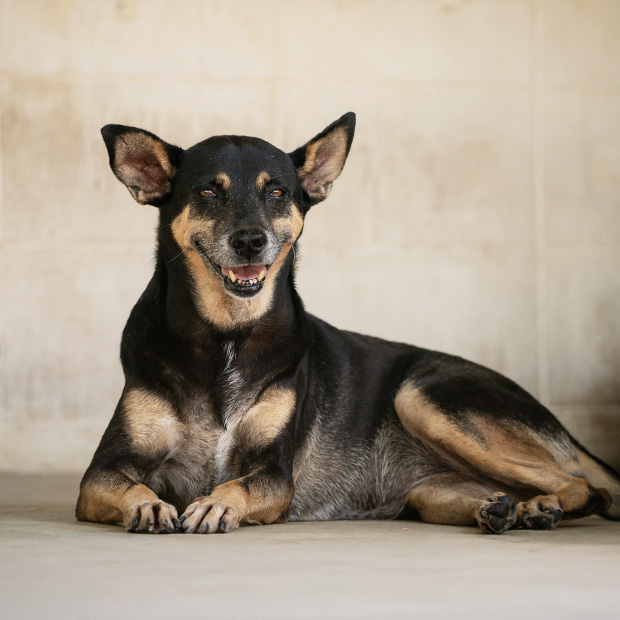 Sponsor Pattaya | Soi Dog Foundation