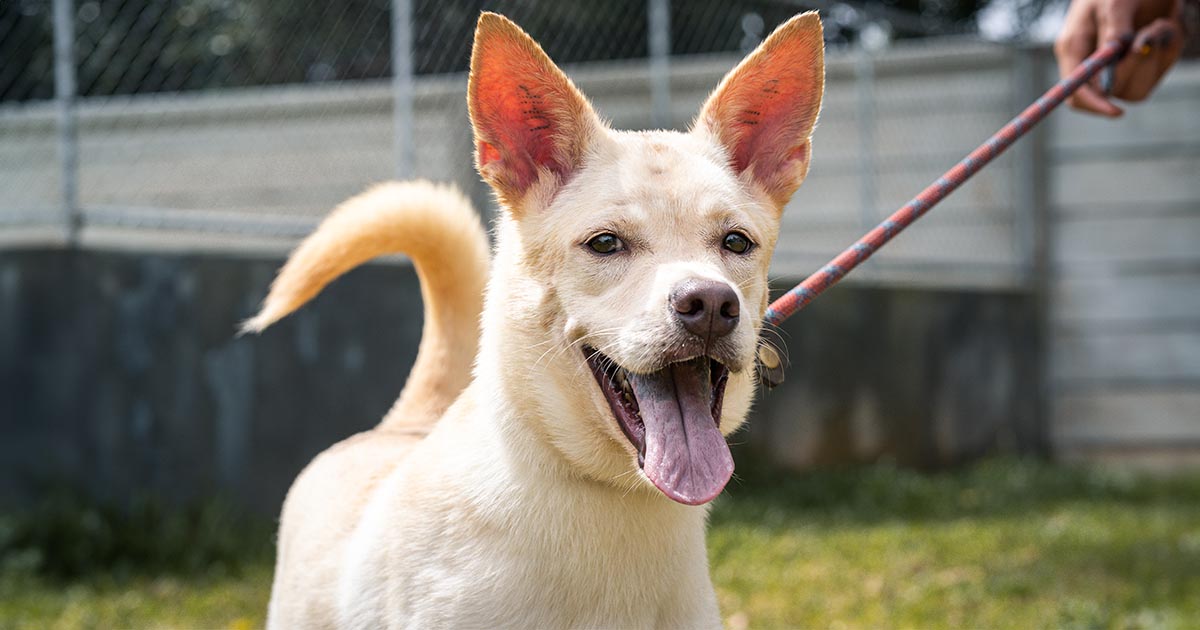 Adopt Chamie | Soi Dog Foundation