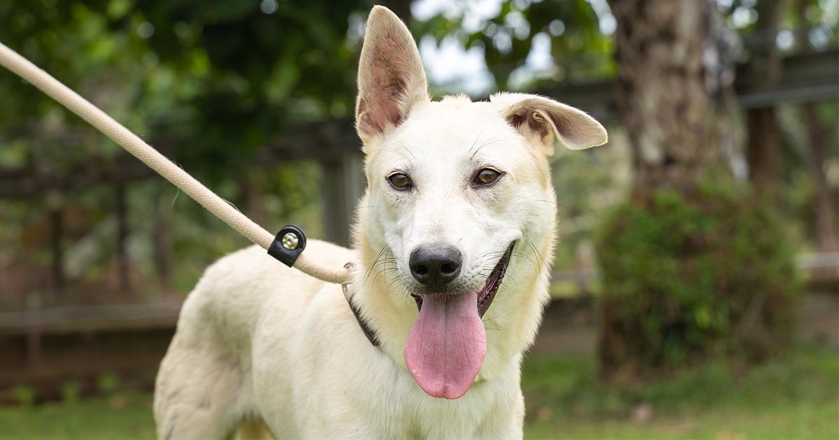 Adopt Chibolo | Soi Dog Foundation