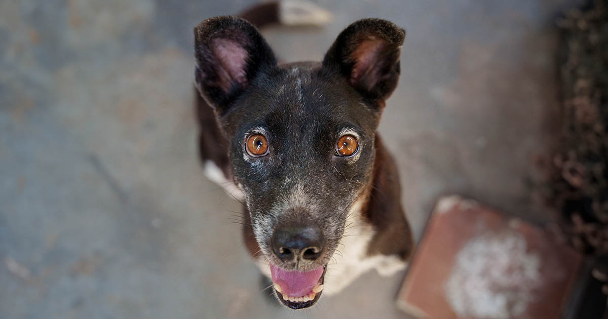 Adopt Tonie | Soi Dog Foundation