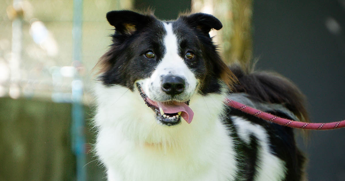 Adopt Walker | Soi Dog Foundation