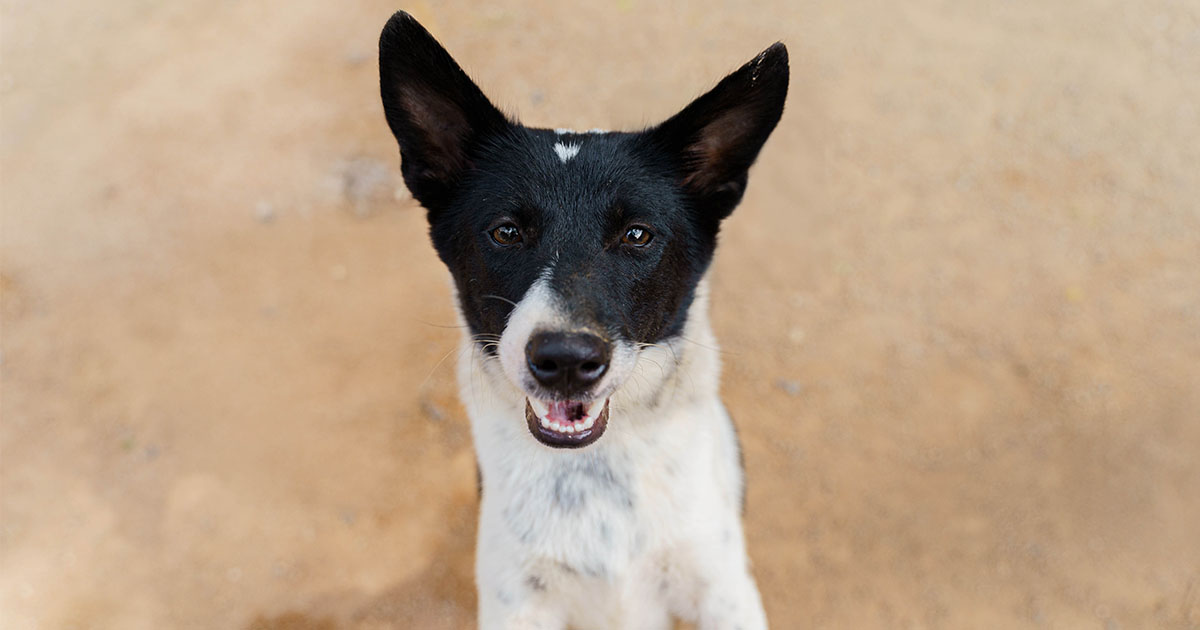 Adopt Wishman | Soi Dog Foundation