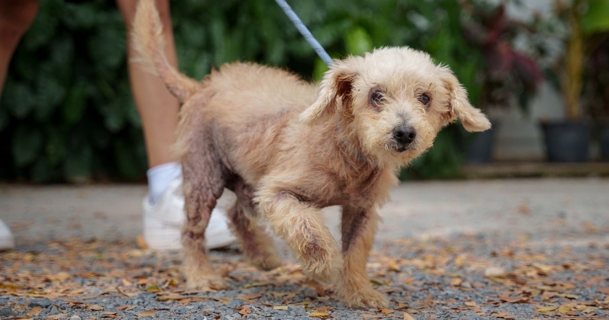 Adopt Shura | Soi Dog Foundation