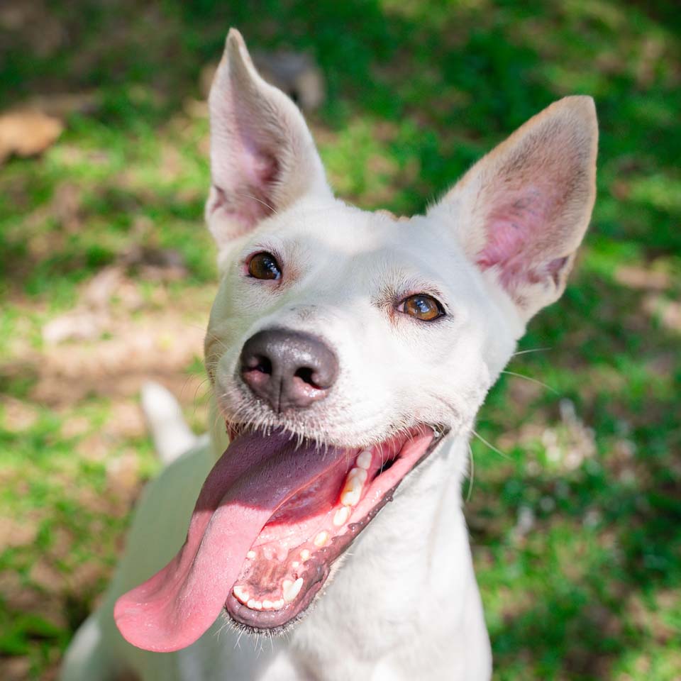 Adopt Kongo | Soi Dog Foundation