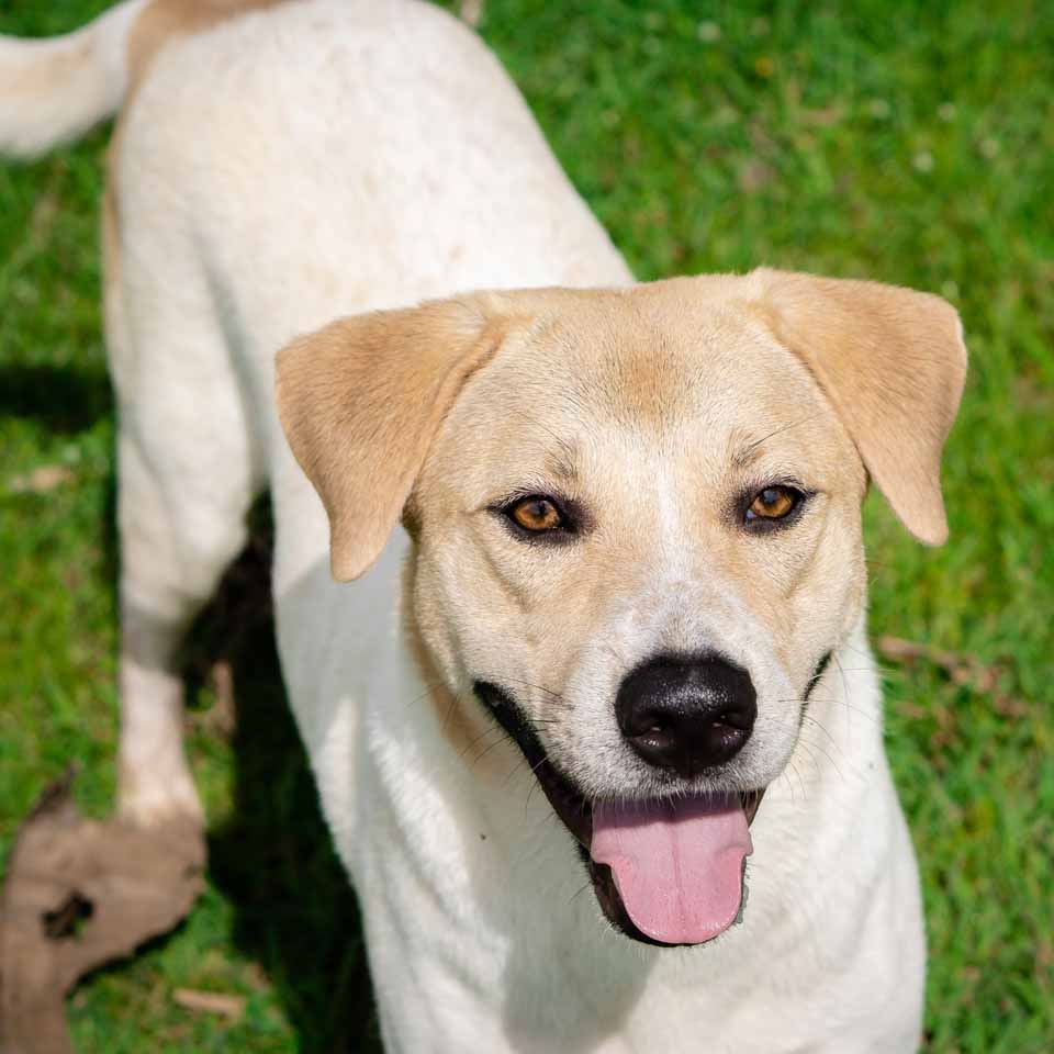 Adopt Patchy | Soi Dog Foundation