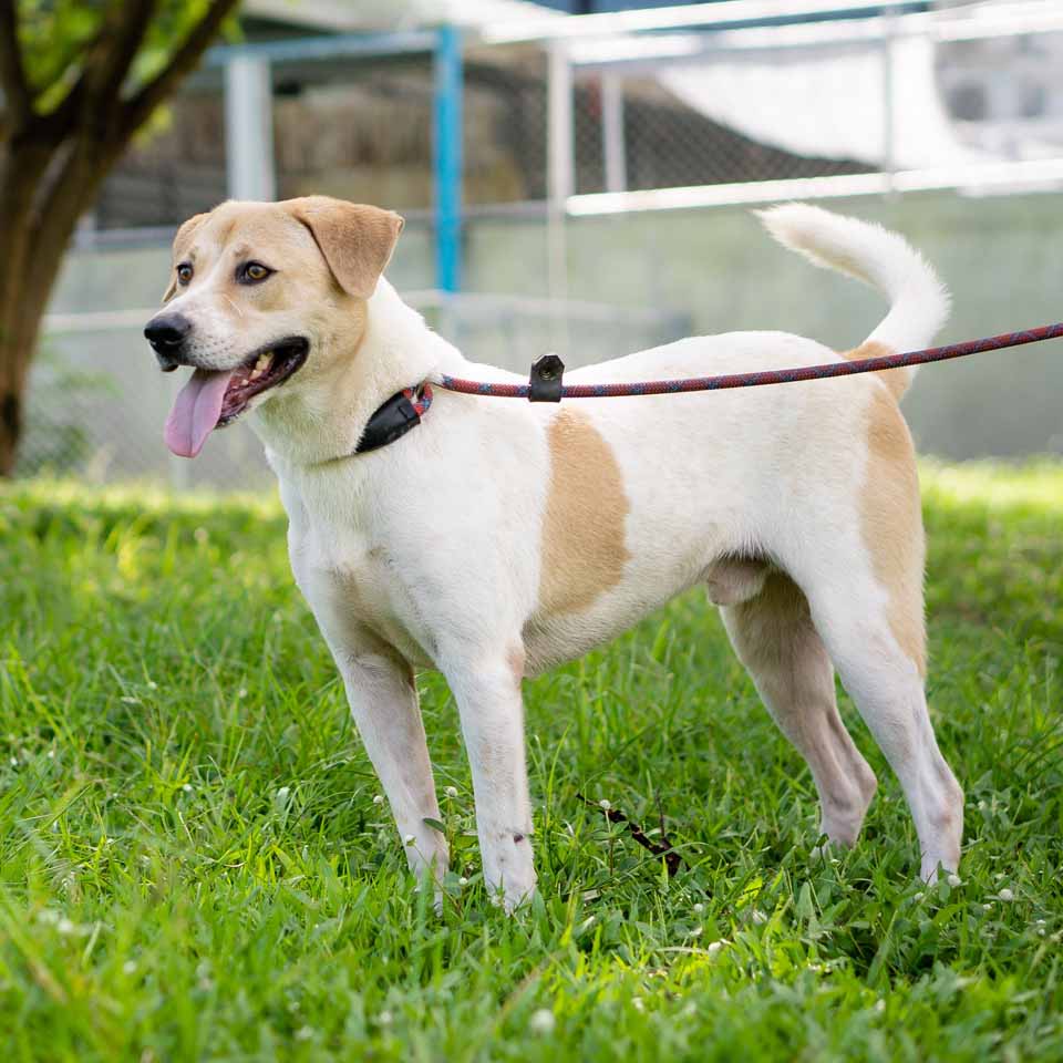 Adopt Patchy | Soi Dog Foundation