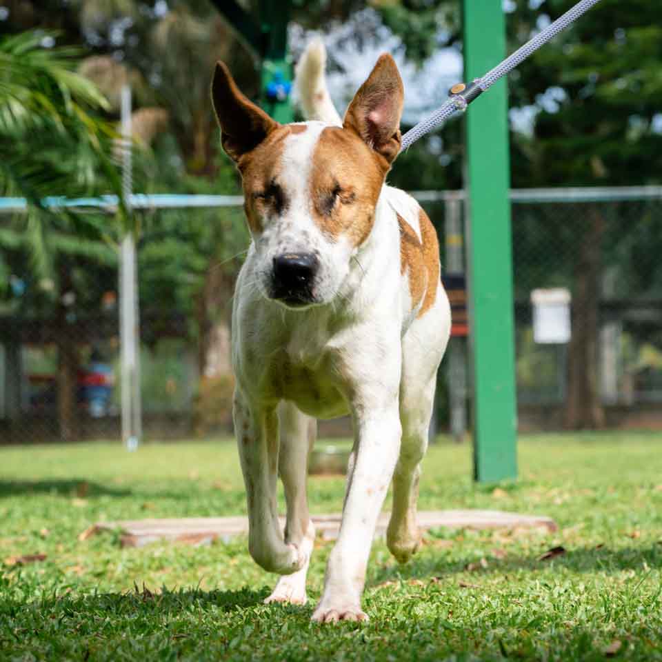Adopt Brown Jay | Soi Dog Foundation