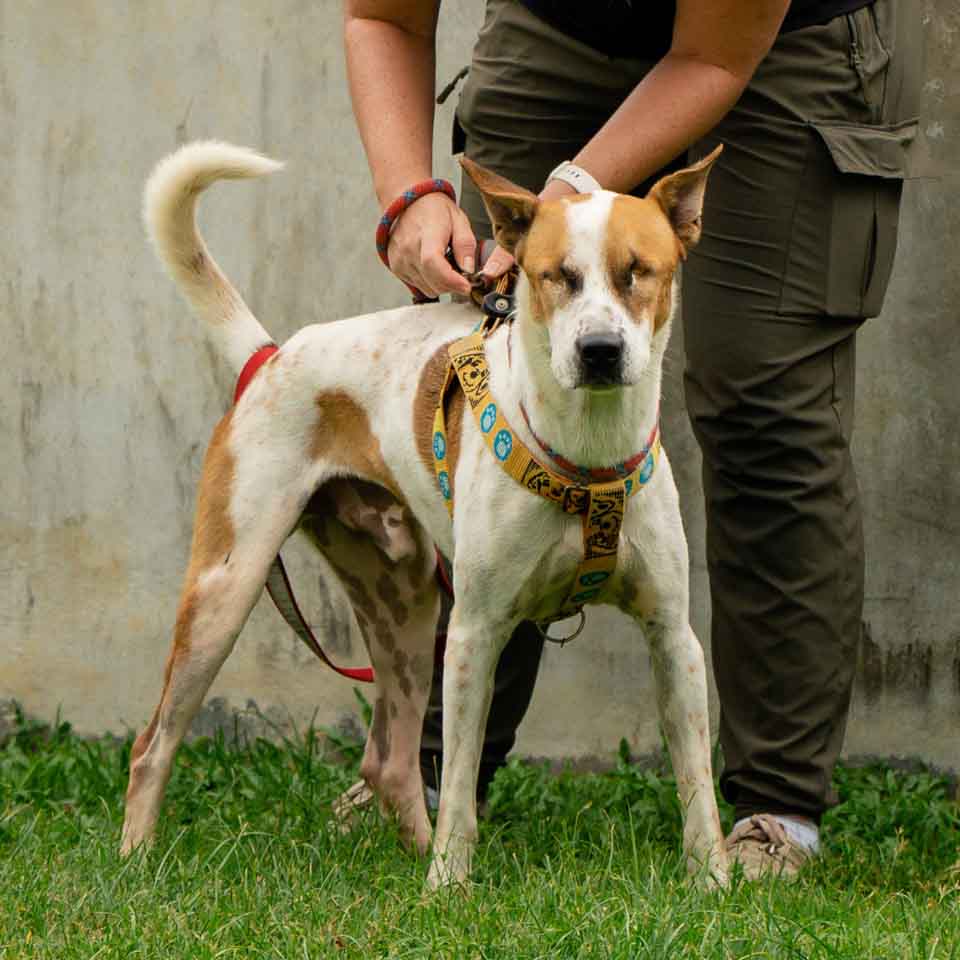 Adopt Brown Jay | Soi Dog Foundation