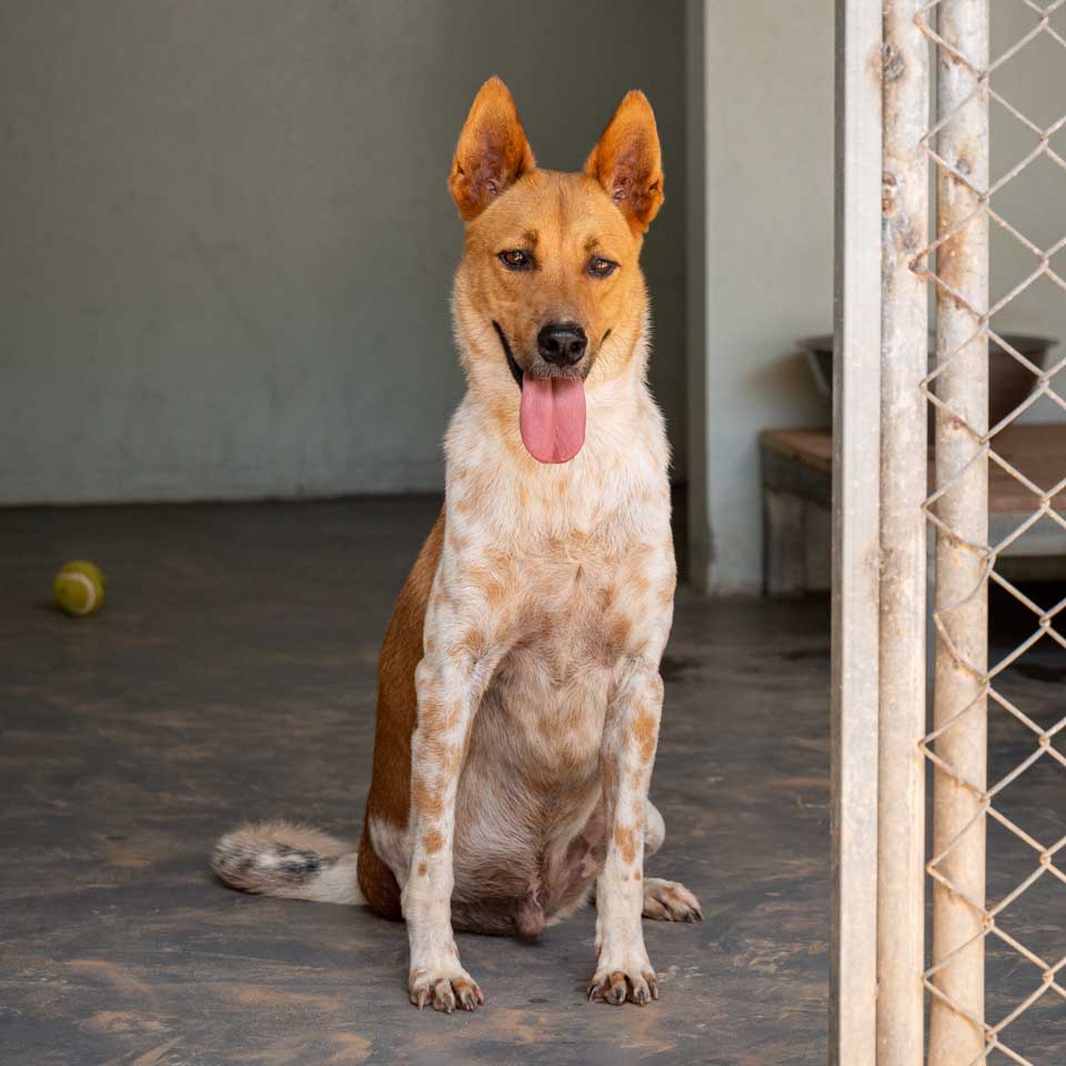 Adopt Snowman | Soi Dog Foundation