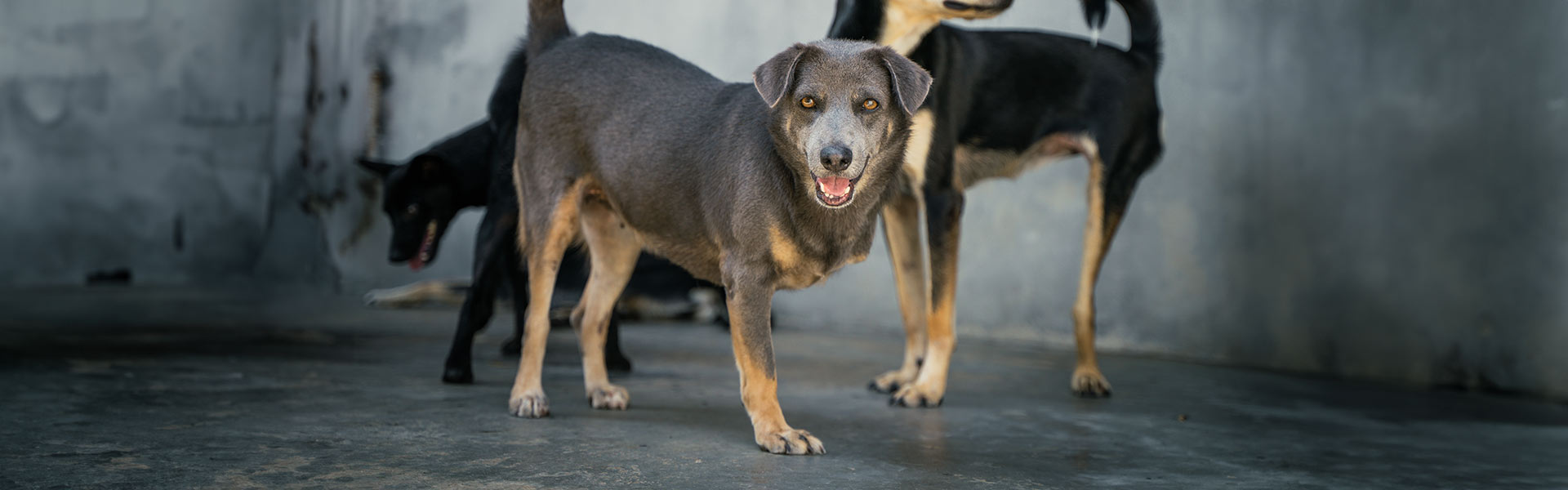 Adopt Porka | Soi Dog Foundation