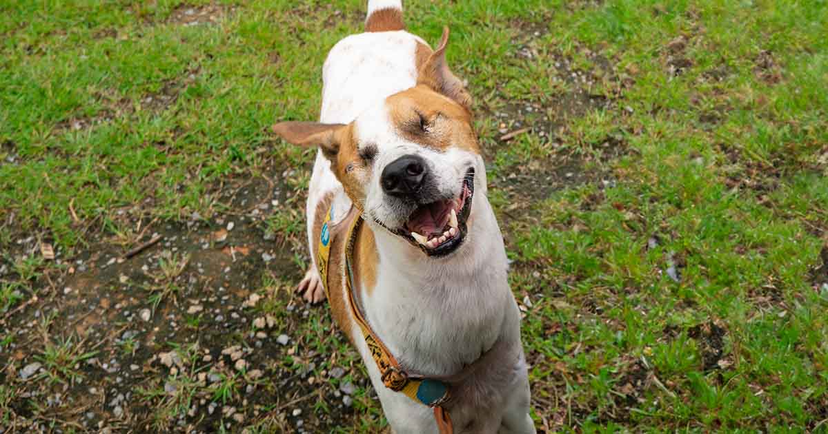 Adopt Brown Jay | Soi Dog Foundation