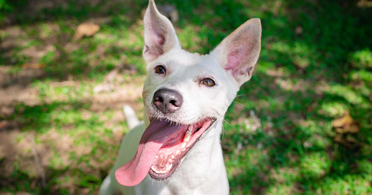 Adopt Kongo | Soi Dog Foundation