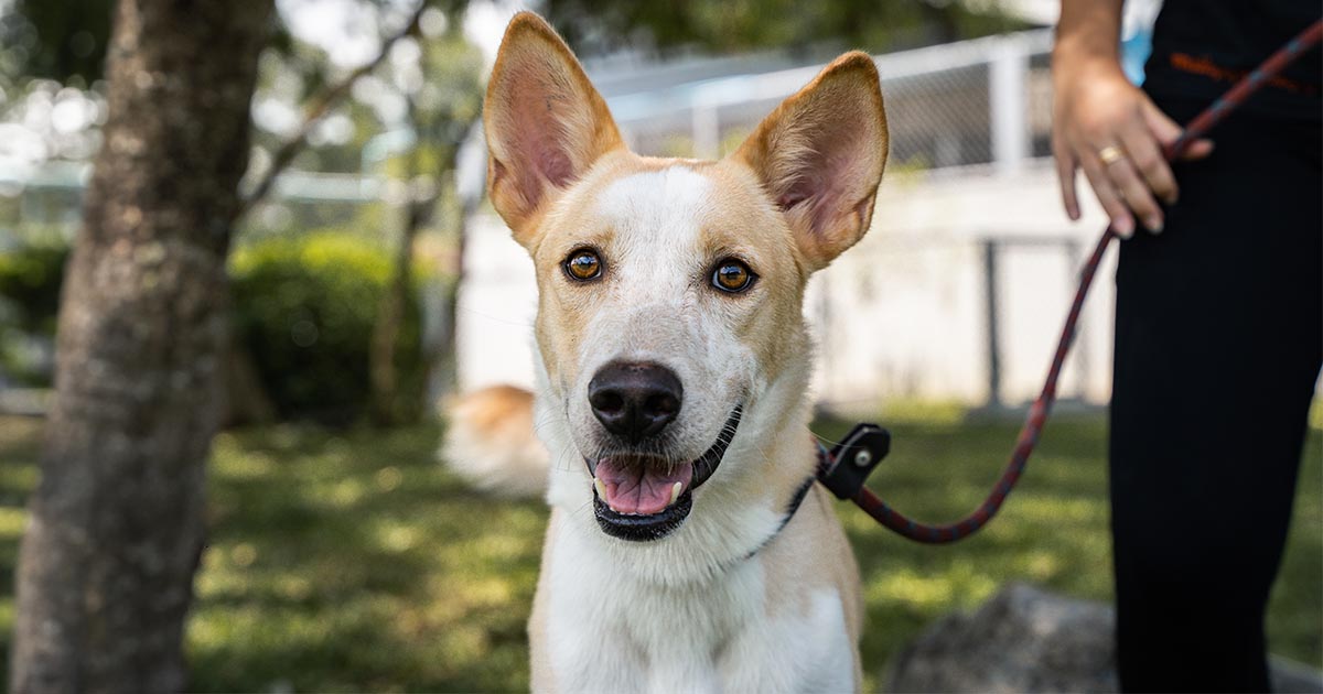 Adopt Malino | Soi Dog Foundation