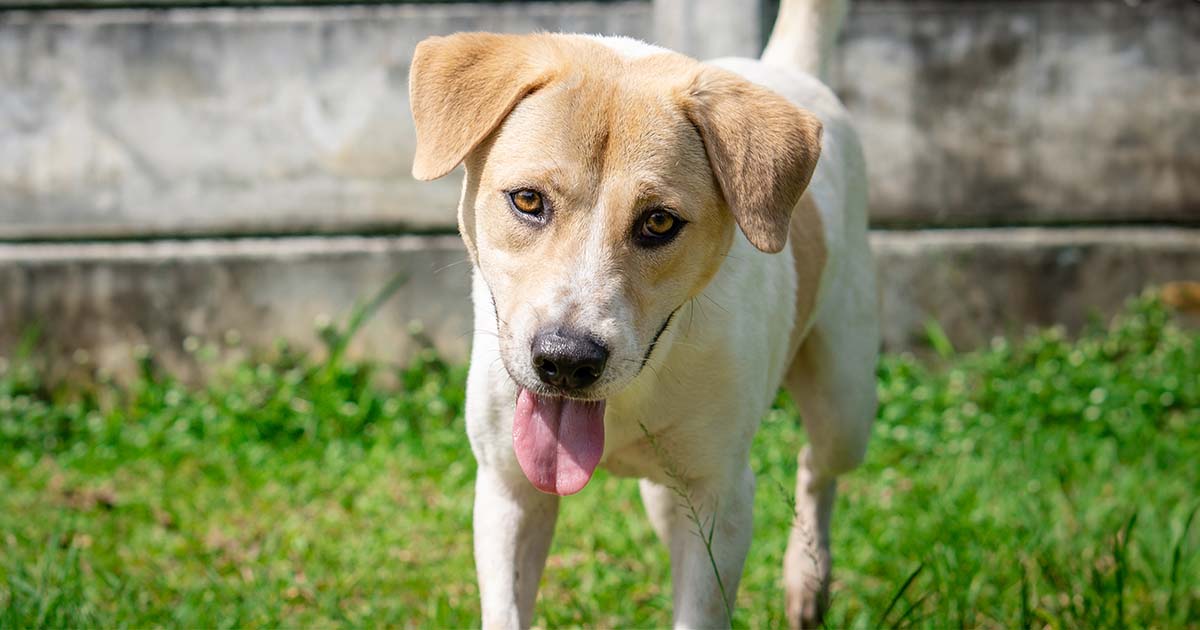 Adopt Patchy | Soi Dog Foundation