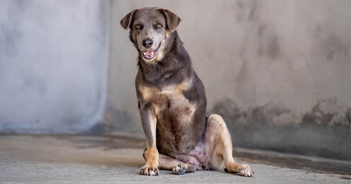 Adopt Porka | Soi Dog Foundation