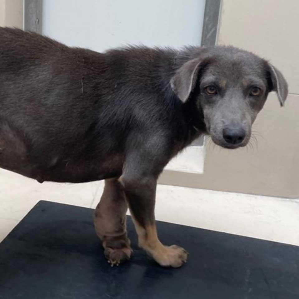 Adopt Porka | Soi Dog Foundation