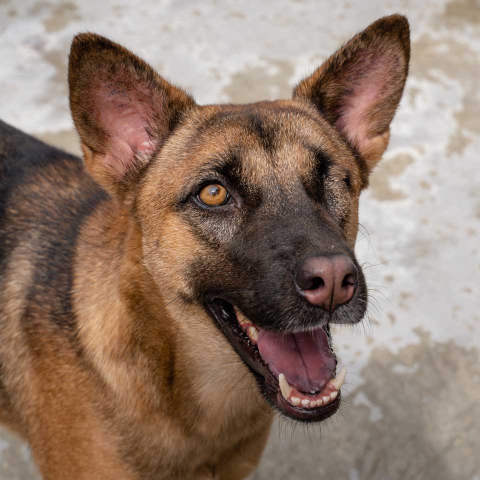 Adopt Waranda | Soi Dog Foundation