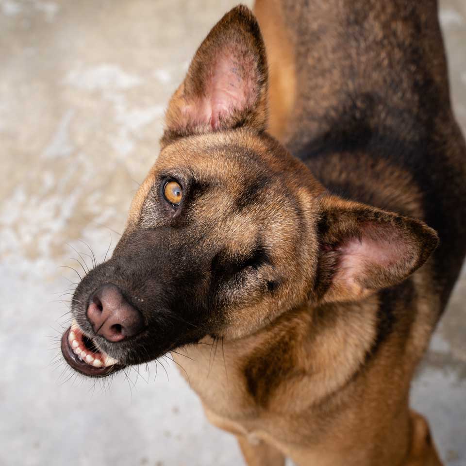 Adopt Waranda | Soi Dog Foundation