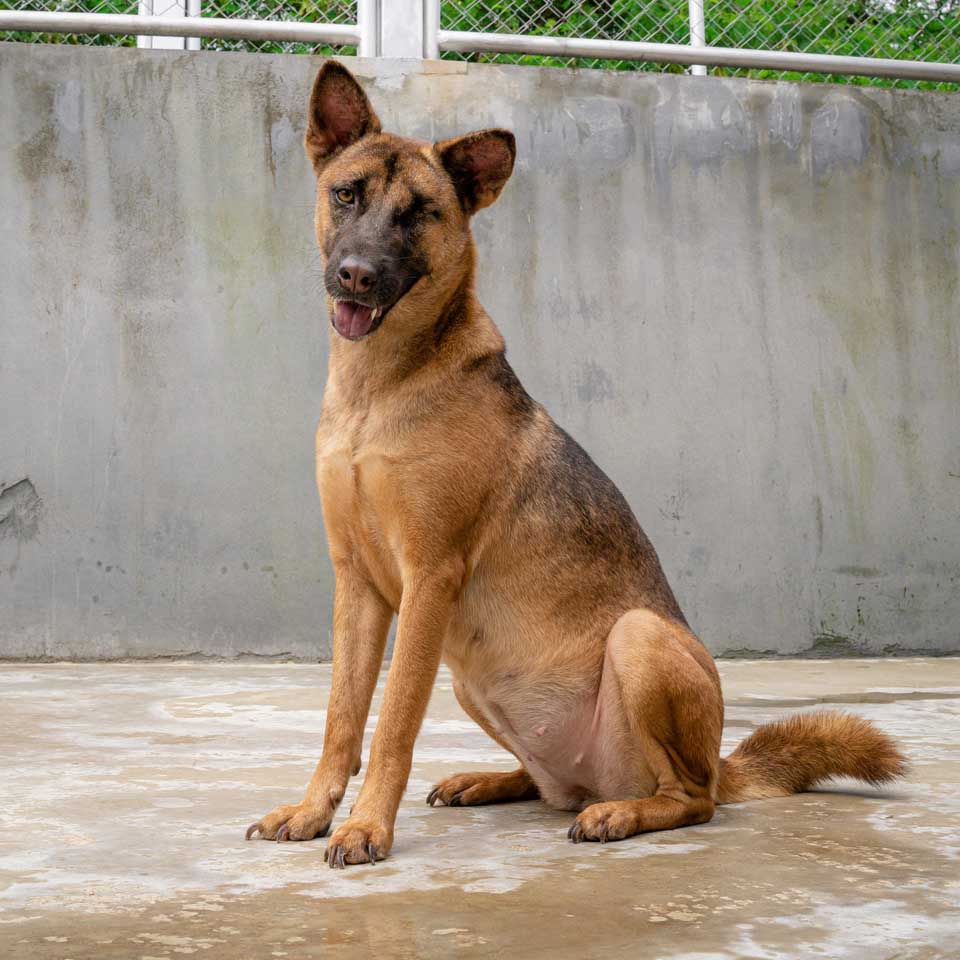 Adopt Waranda | Soi Dog Foundation