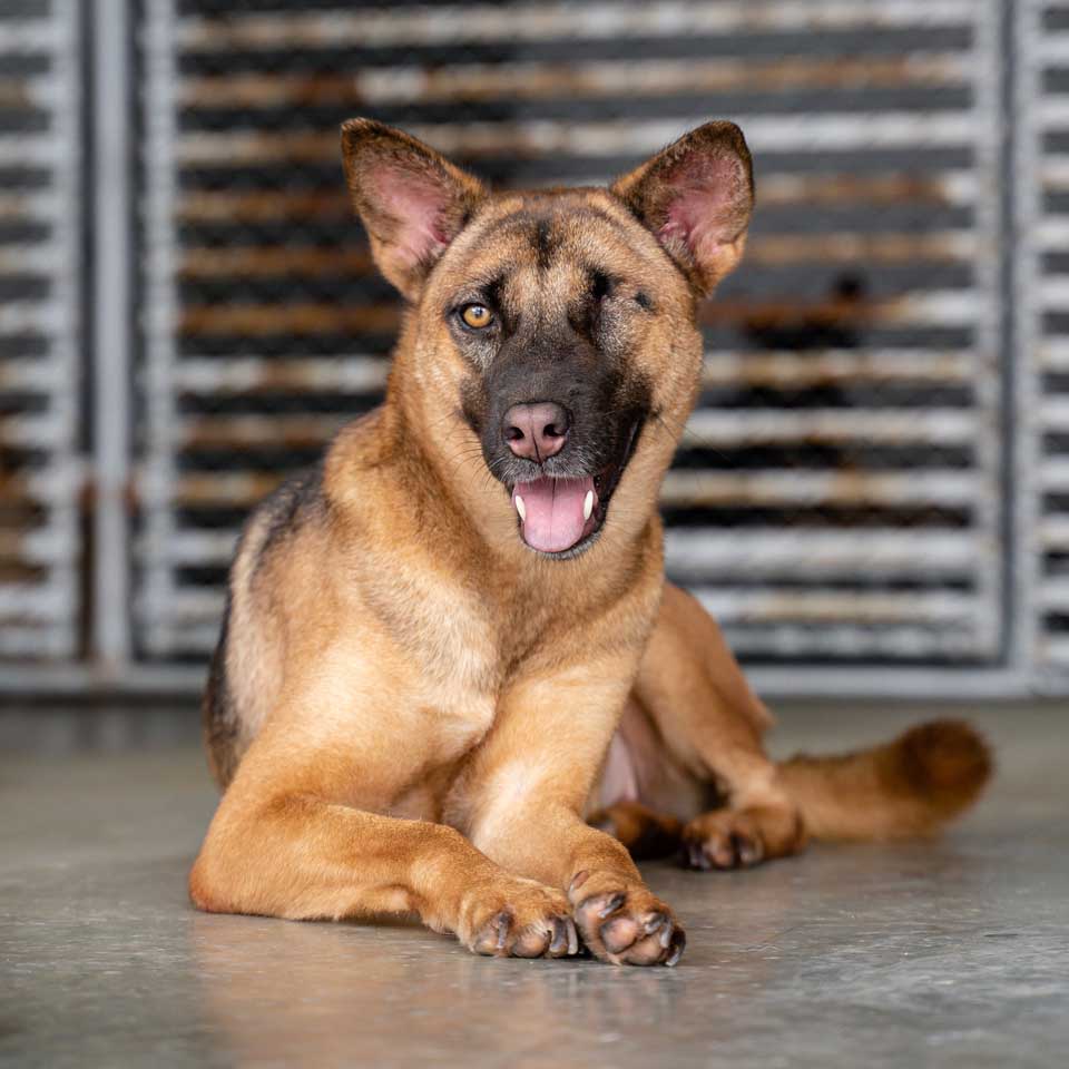 Adopt Waranda | Soi Dog Foundation