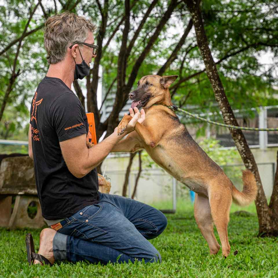 Adopt Waranda | Soi Dog Foundation