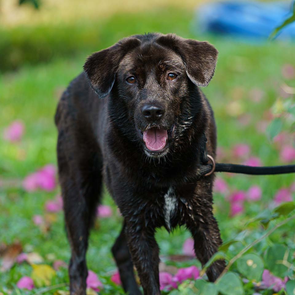 Adopt Melbo | Soi Dog Foundation