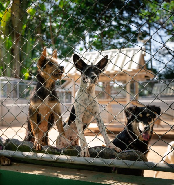 Homepage | Soi Dog Foundation