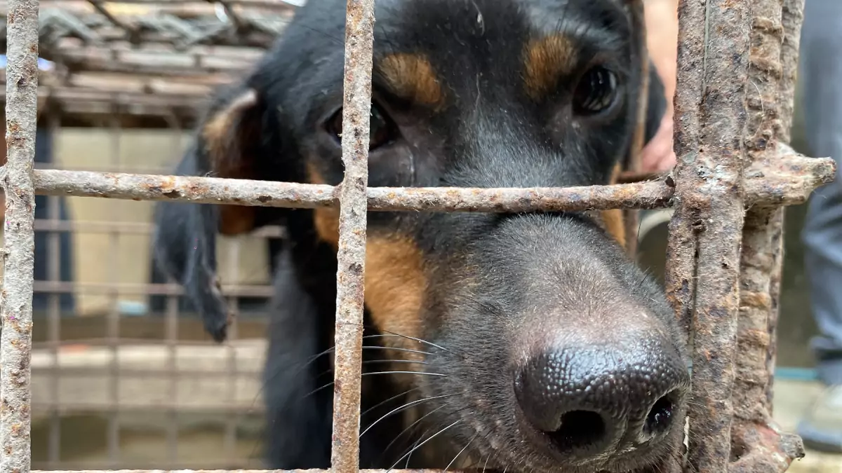 Ending the Dog and Cat Meat Trade | Soi Dog Foundation